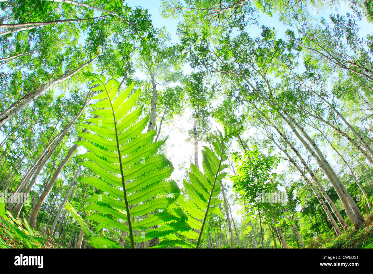 Tall Trees, View From Below Stock Photo - Alamy