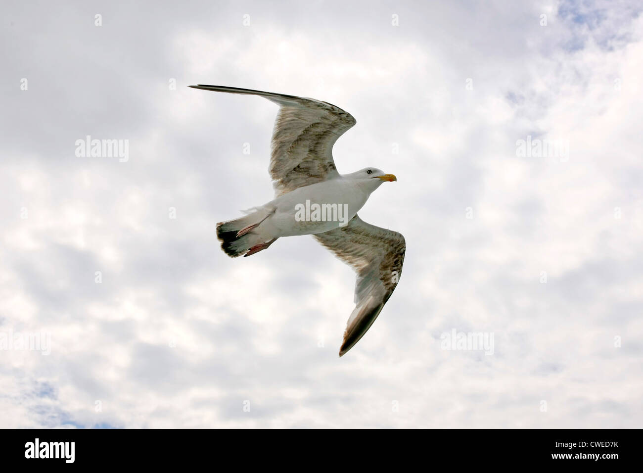 Large European Herring Gull flying under a heavy grey sky Stock Photo ...