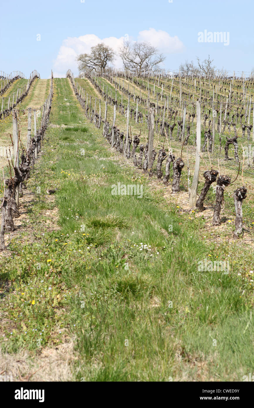 Photo of vineyard Stock Photo - Alamy
