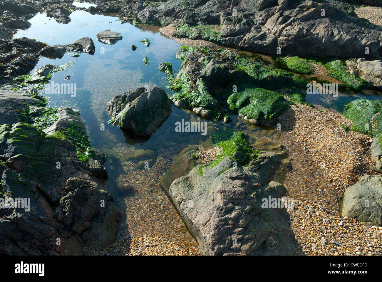 musk on rocks in a beach Stock Photo - Alamy
