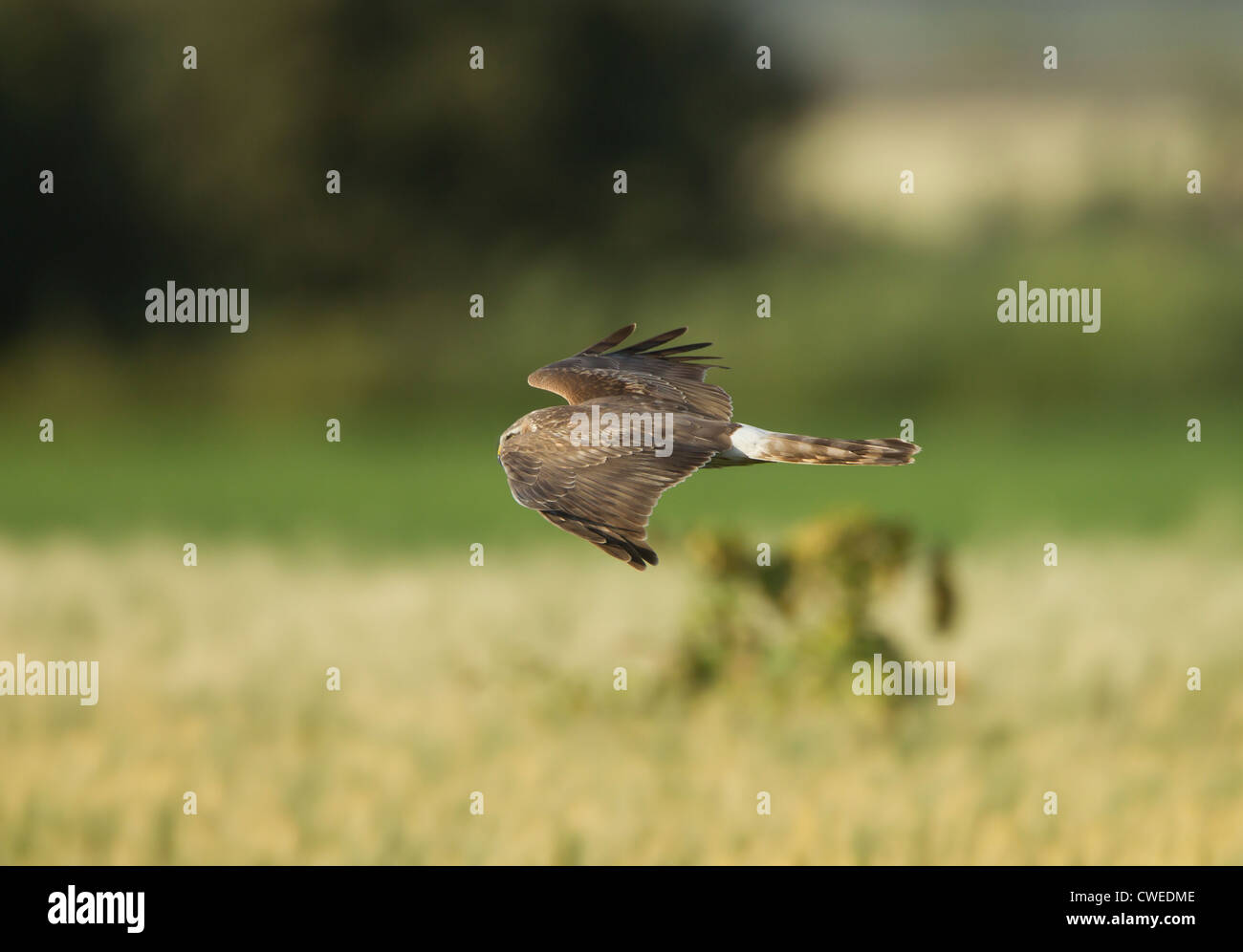 Hen Harrier female Circus cyaneus in flight hunting over fields for ...