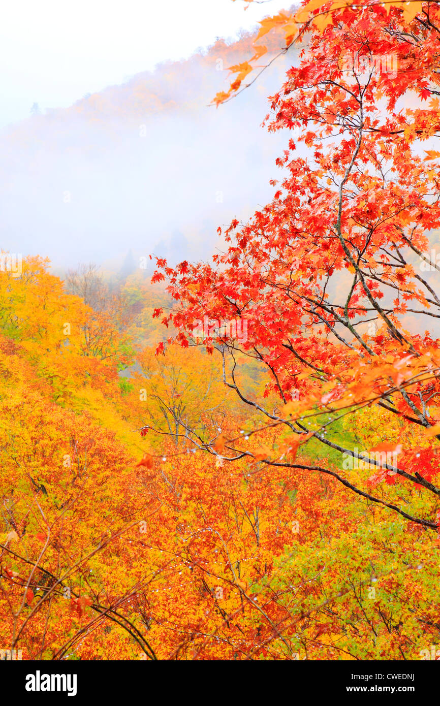Autumn Trees Scene At Morning Stock Photo - Alamy