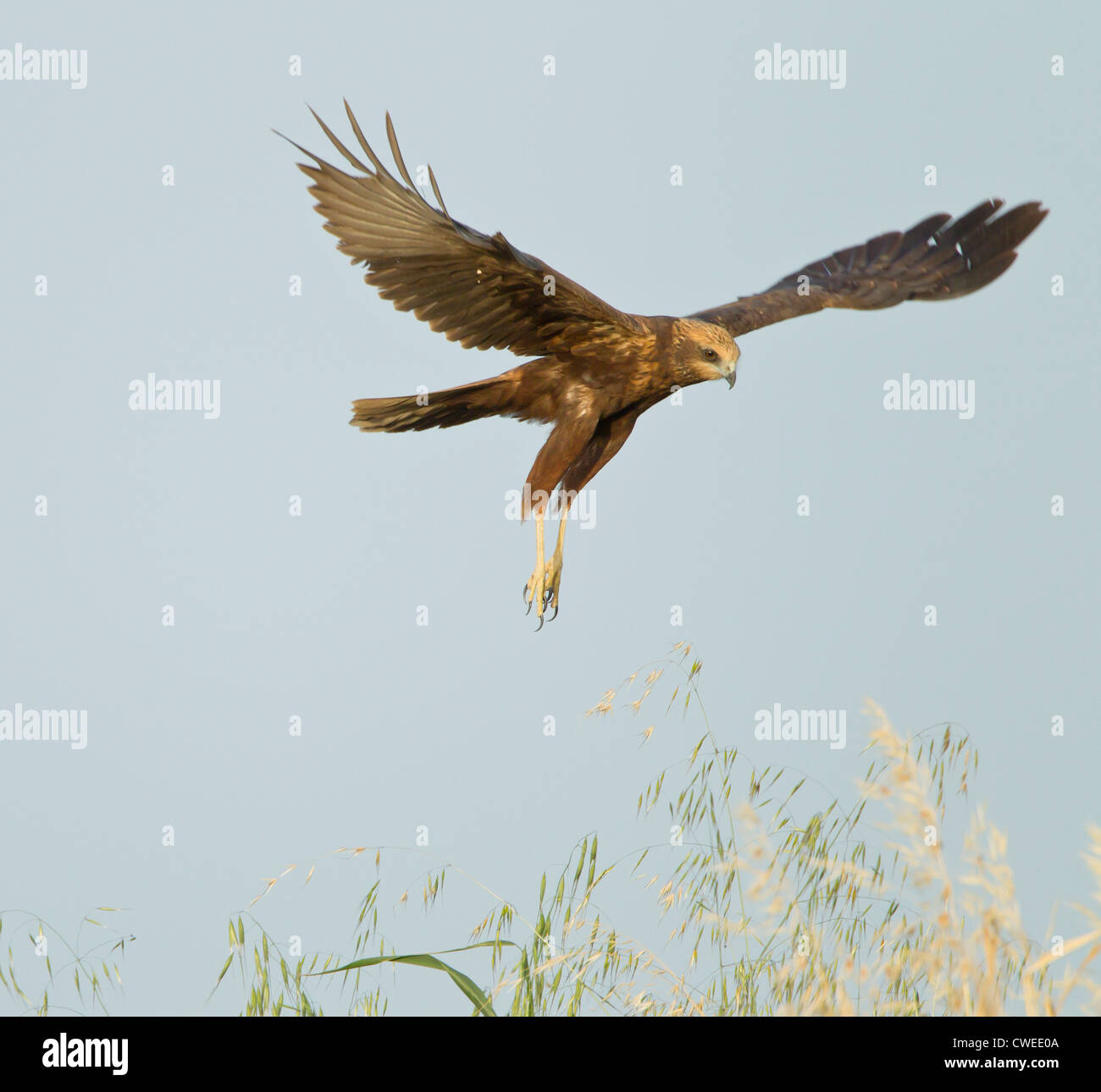 Marsh Harrier Circus aeruginosus Stock Photo - Alamy