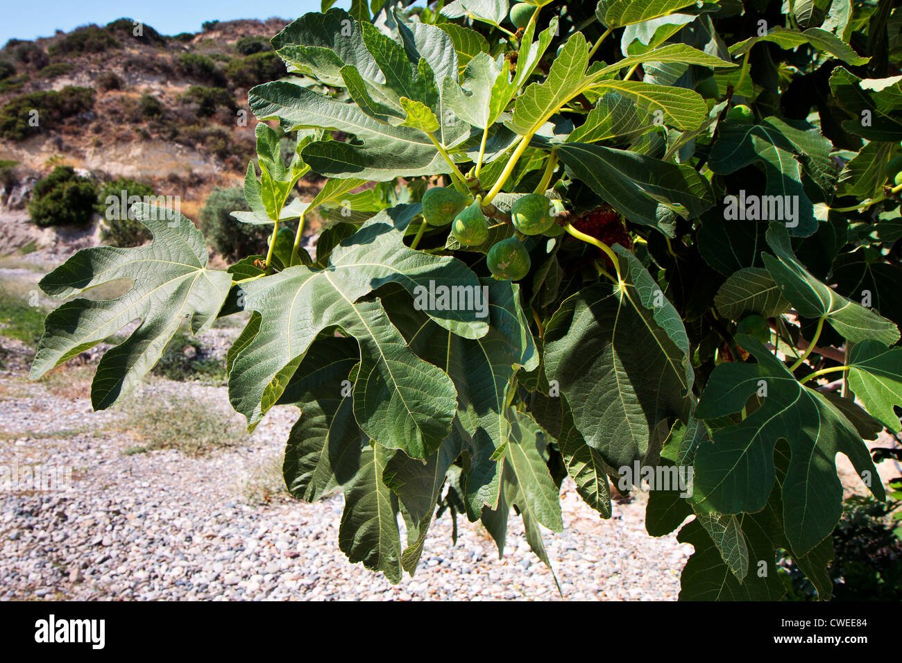 Fig tree growing near the beach in Cyprus Stock Photo - Alamy