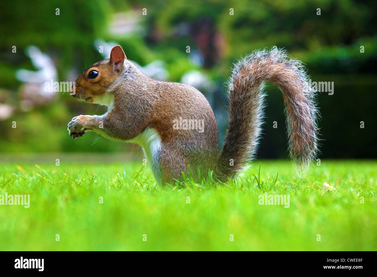 Common gray squirrel eating peanuts Stock Photo - Alamy