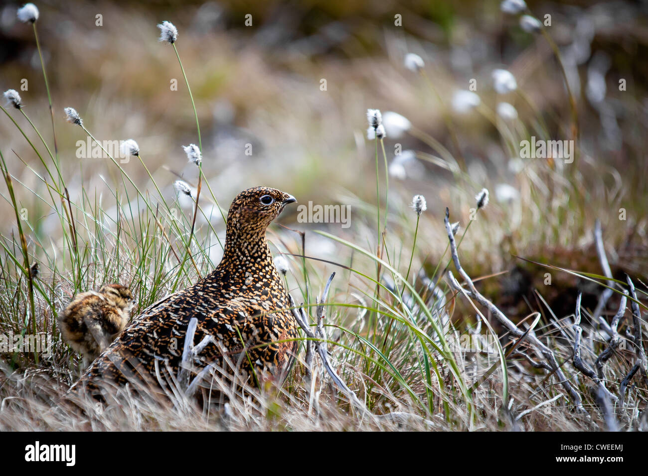 Female red grouse with chick hi-res stock photography and images - Alamy