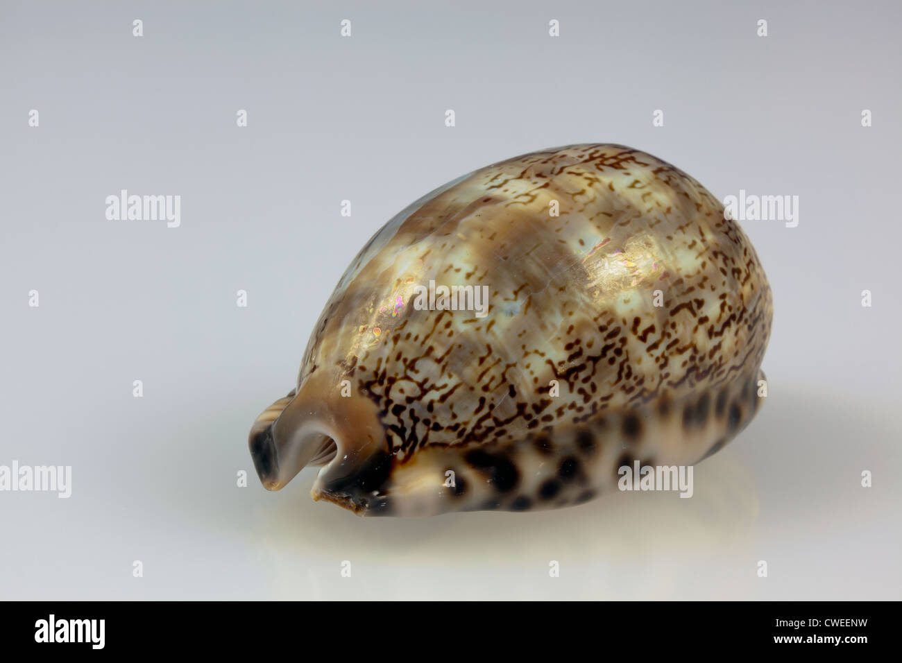 Arabica Cowrie seashell Stock Photo - Alamy