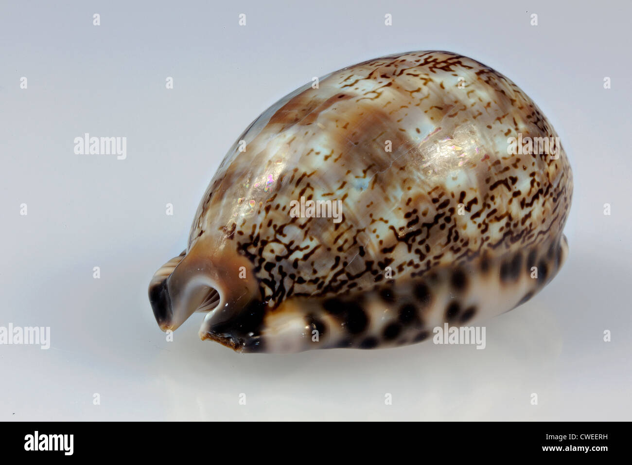 Arabica Cowrie seashell Stock Photo - Alamy