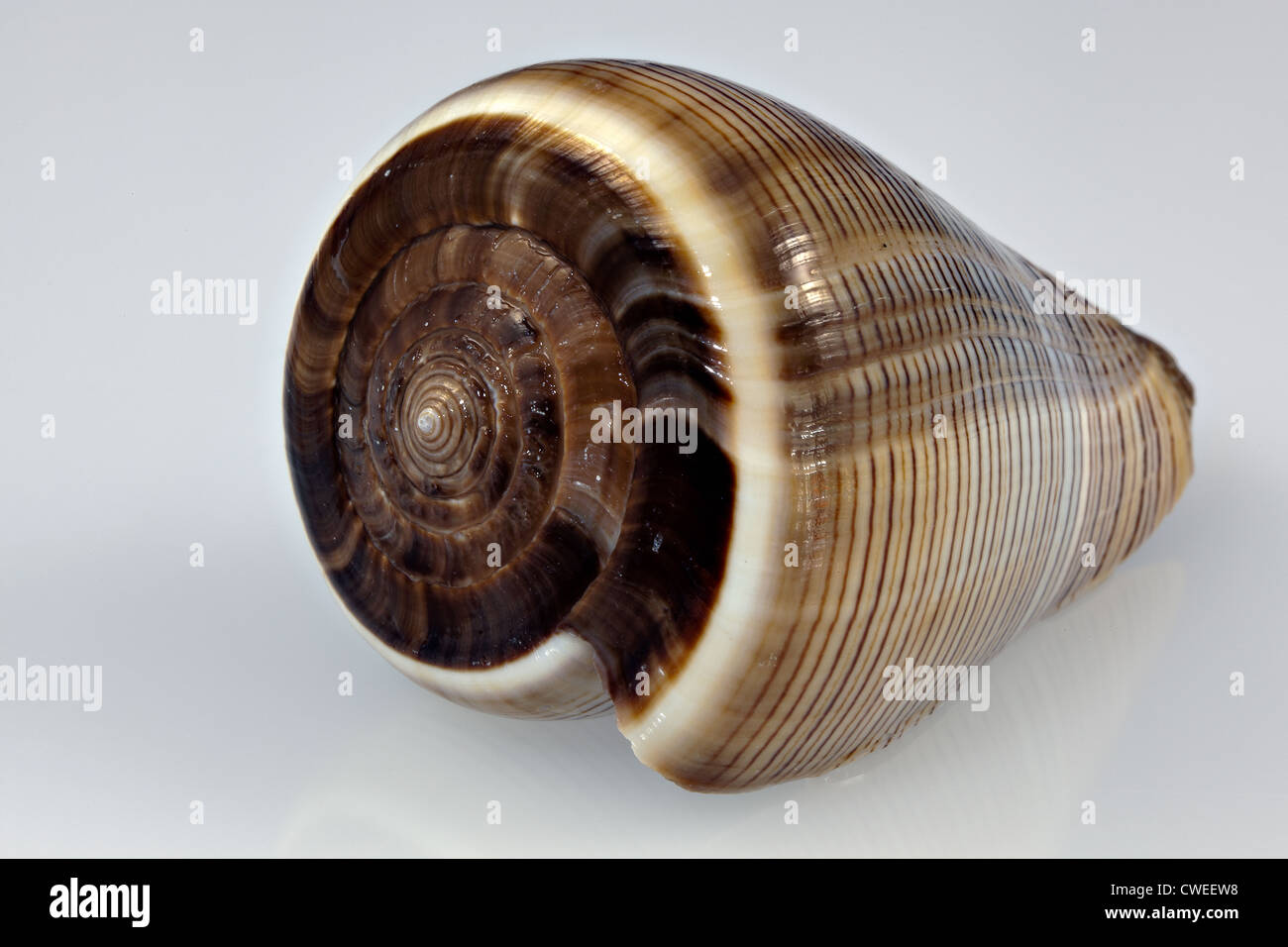 Cone shaped shell hi-res stock photography and images - Alamy