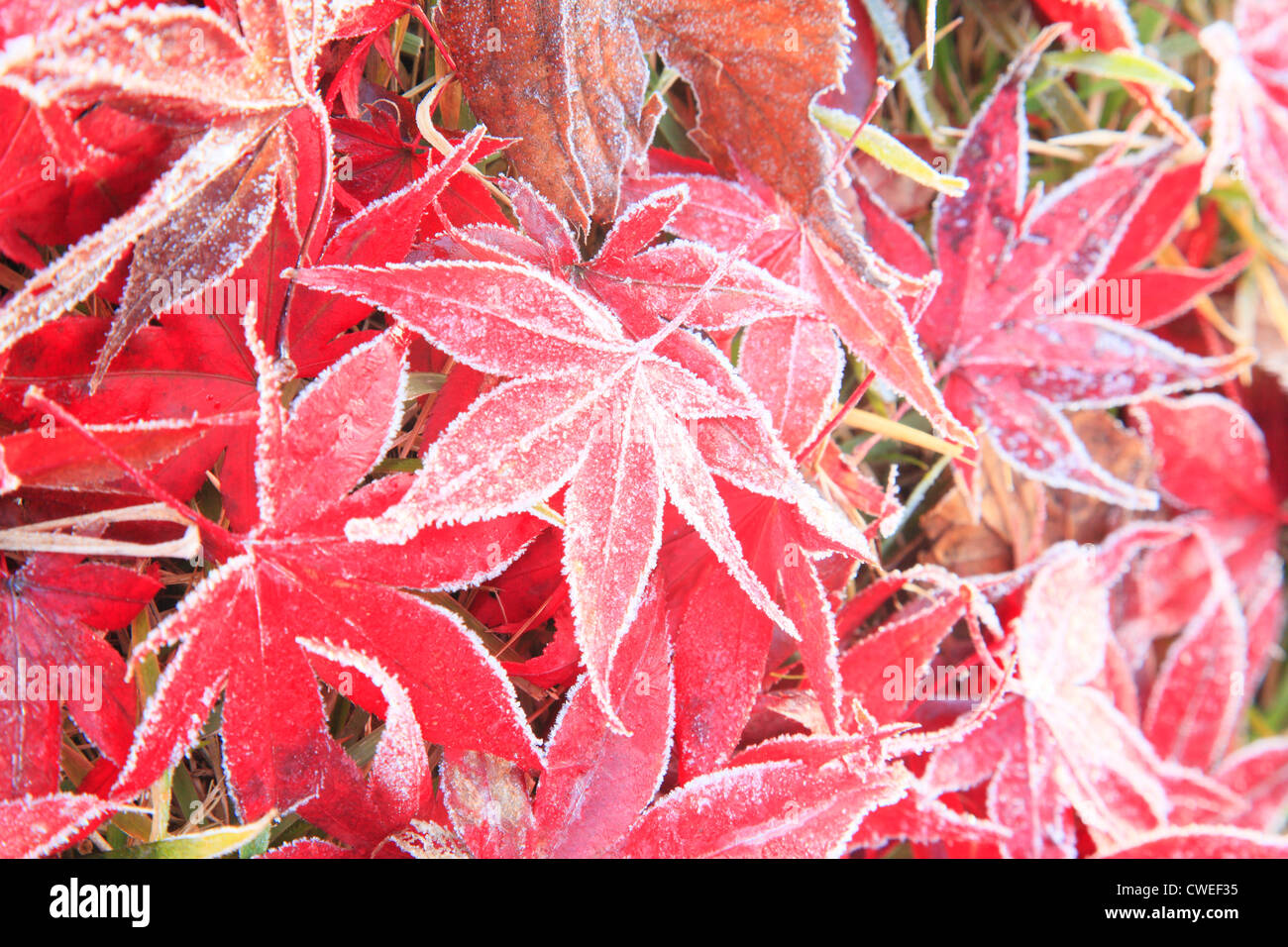 Beauty of fallen leaves hi-res stock photography and images - Alamy