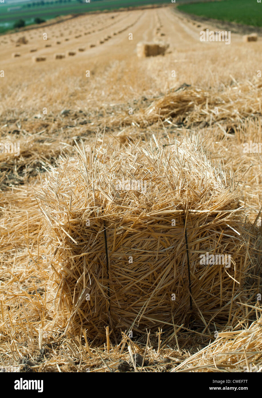 Bale of straw and harvested field Stock Photo - Alamy