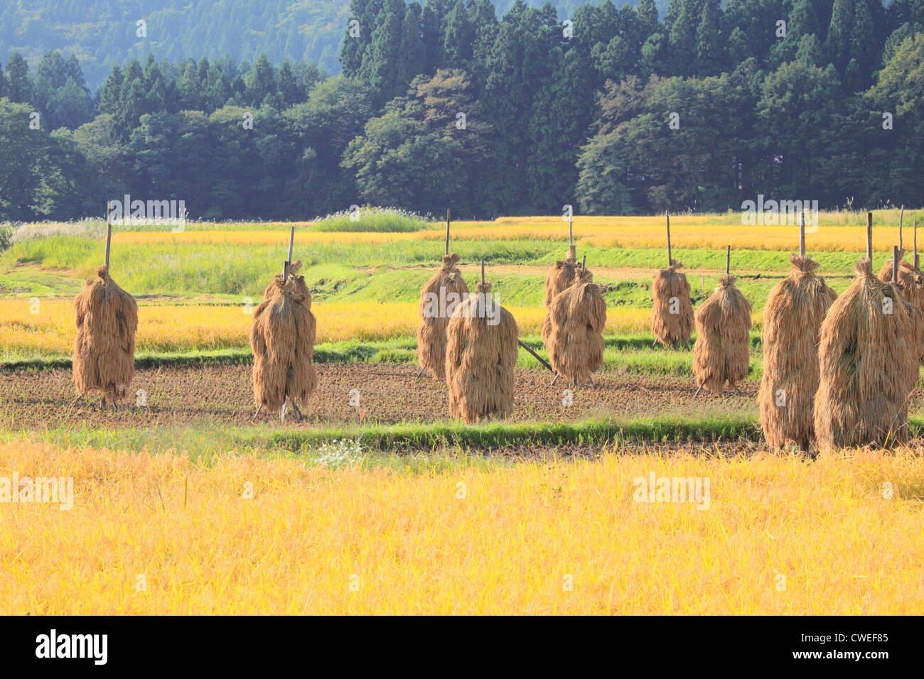 Farm scene hi-res stock photography and images - Alamy
