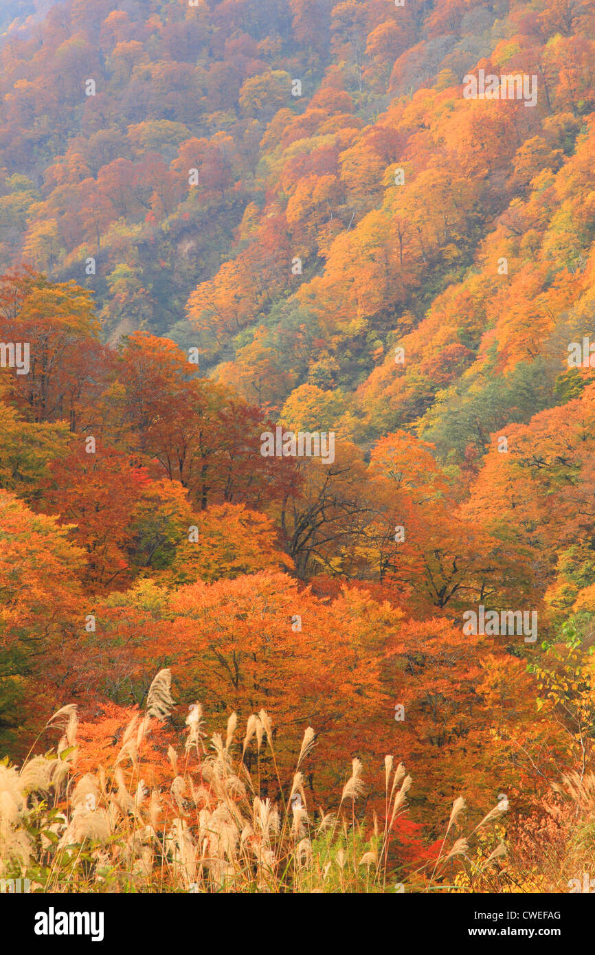 Autumn trees in haze hi-res stock photography and images - Alamy