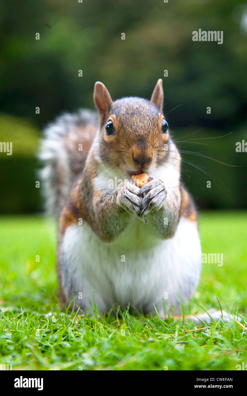 Animal eating peanuts hi-res stock photography and images - Alamy