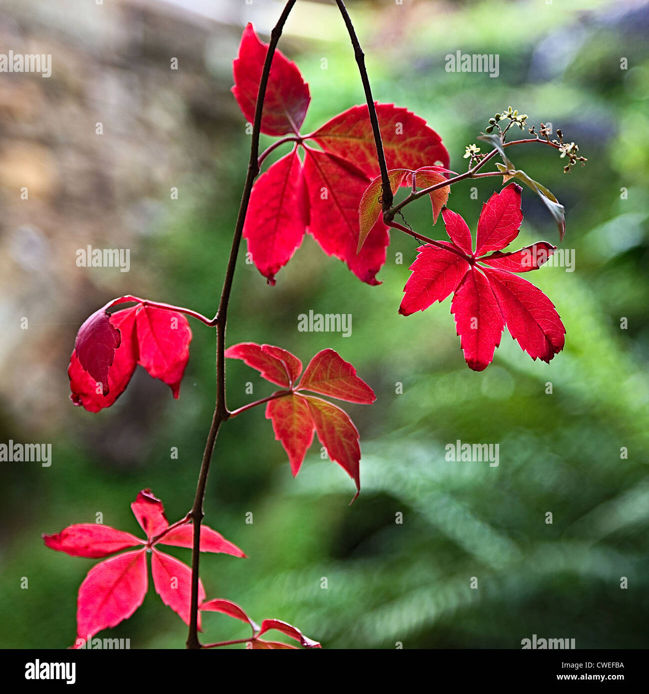 Virginia Creeper Berry High Resolution Stock Photography and Images - Alamy