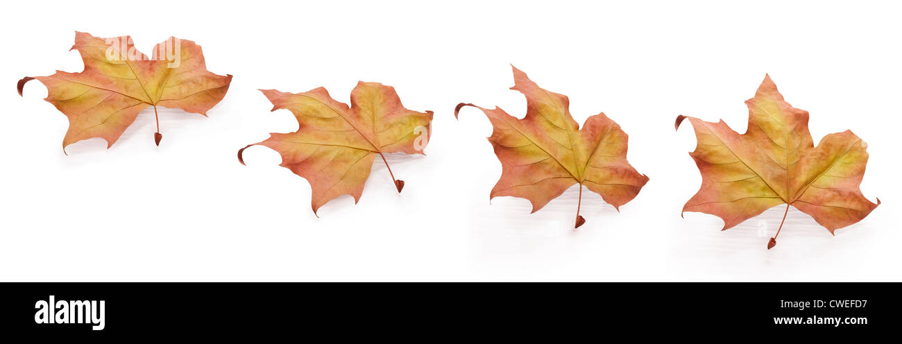 Autumn leaves in four different positions.Located in a motion concept ...