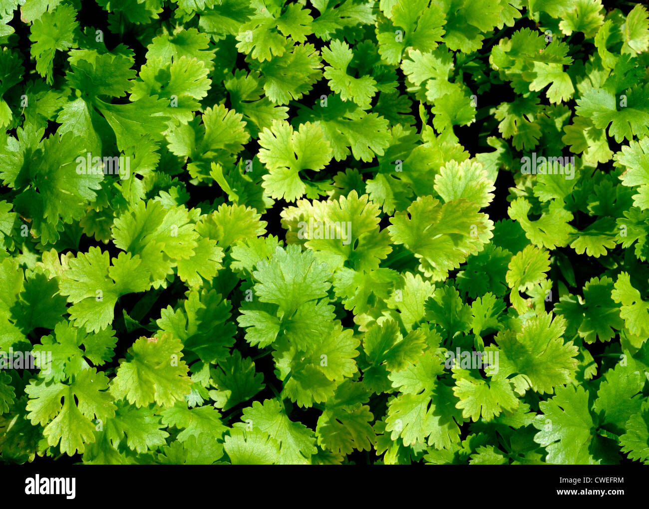 Coriander plants growing coriandrum hi-res stock photography and images - Alamy