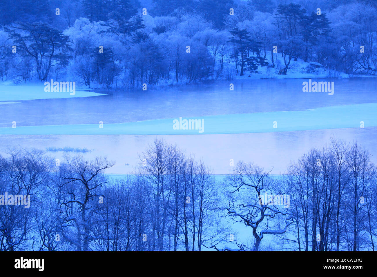 Foggy Tree, Winter Scene Stock Photo - Alamy