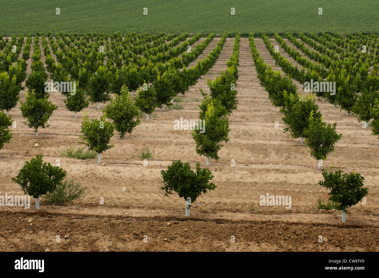 Young orange trees planted in rows Stock Photo - Alamy