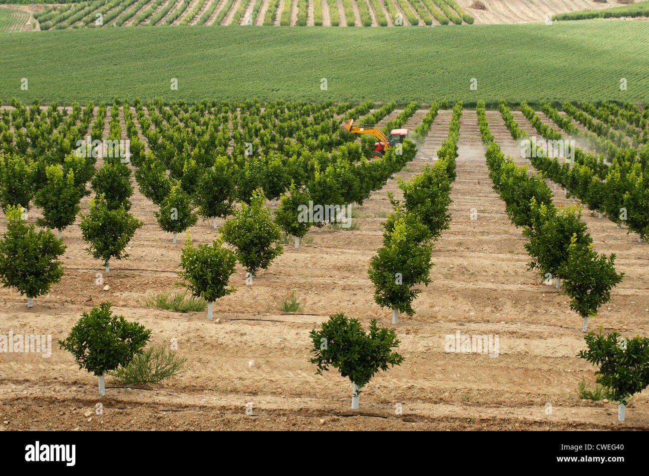 Young orange trees planted in rows Stock Photo - Alamy