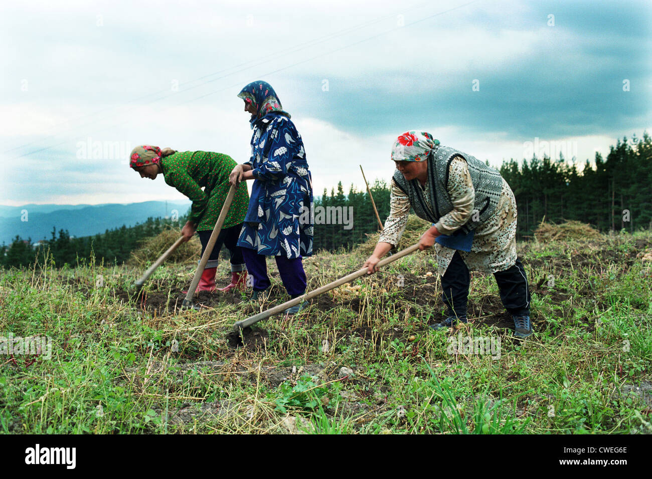 Peasants harvesting potatoes hi-res stock photography and images - Alamy