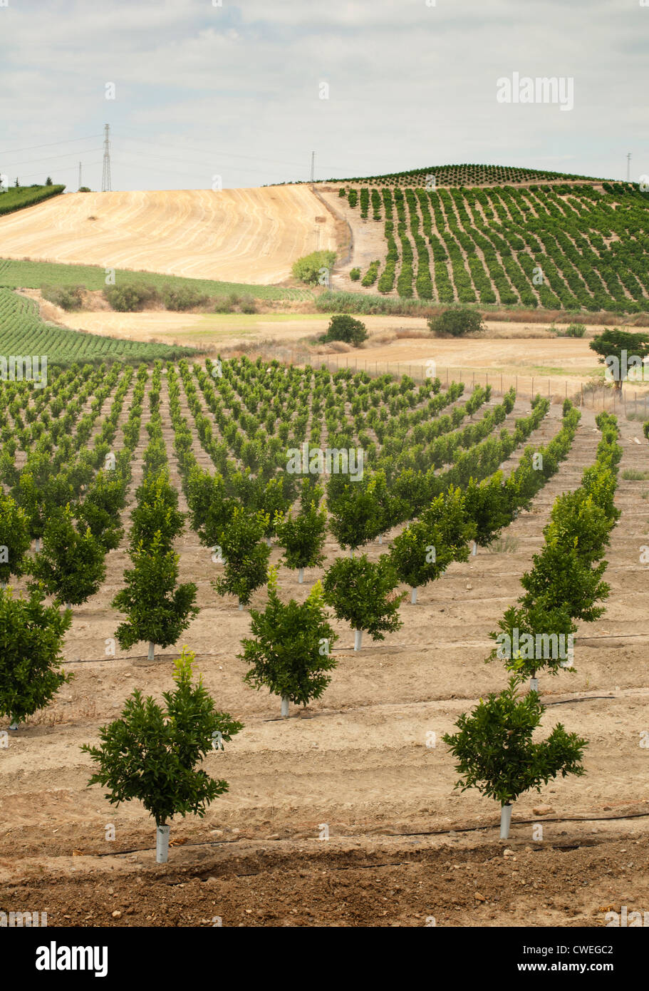 Young orange trees planted in rows Stock Photo - Alamy