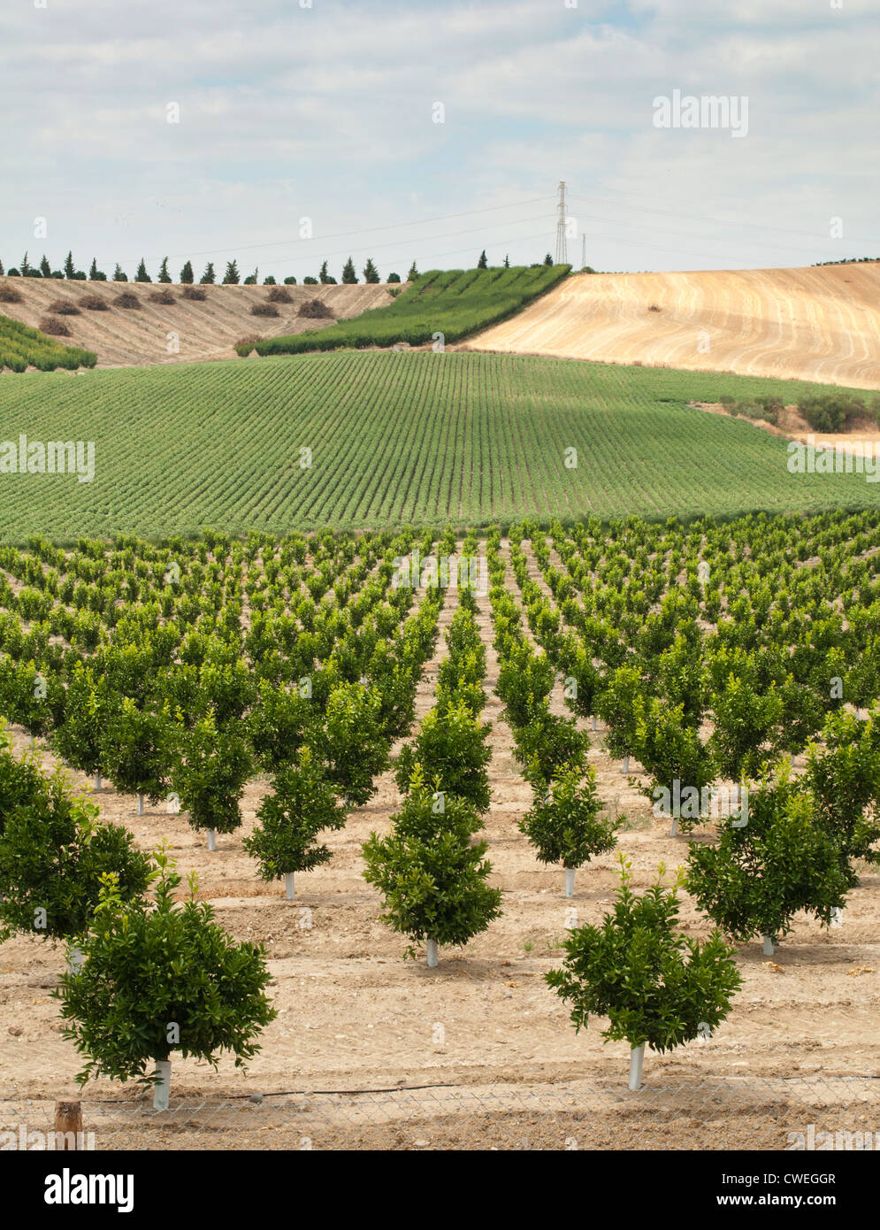 Young orange trees planted in rows Stock Photo - Alamy