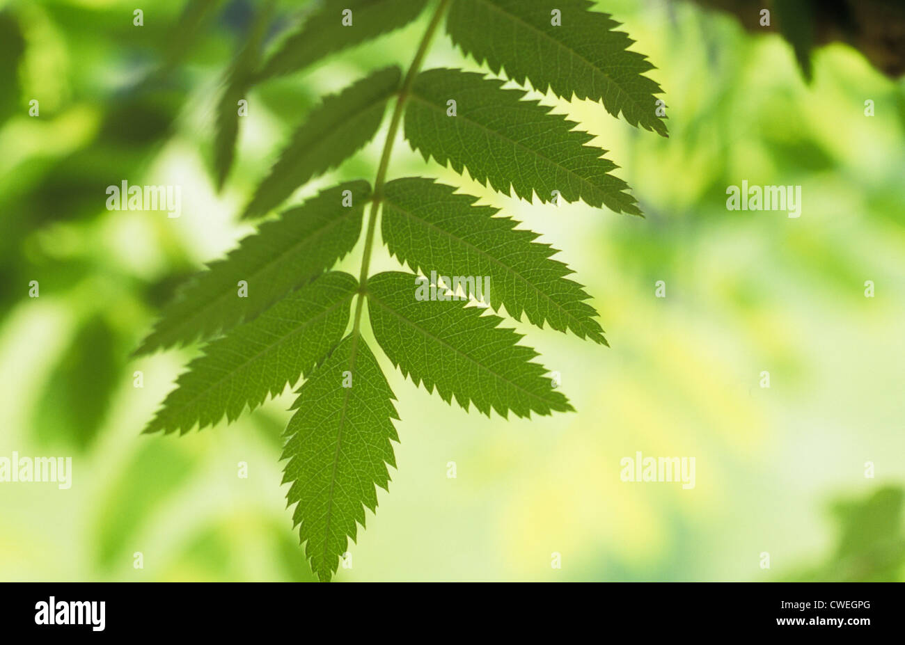 Ash tree leaves hi-res stock photography and images - Alamy