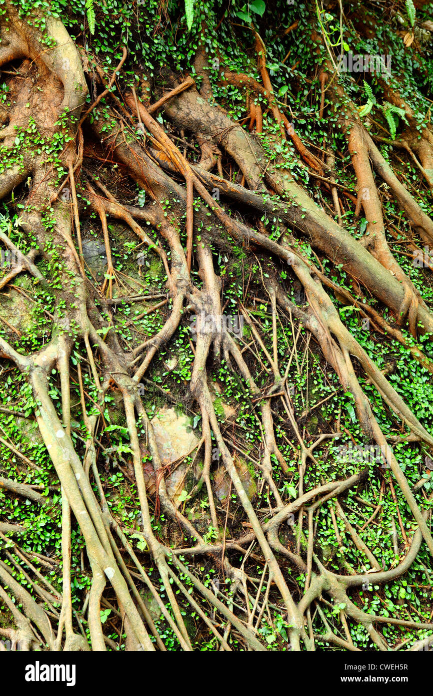 tree air root Stock Photo - Alamy