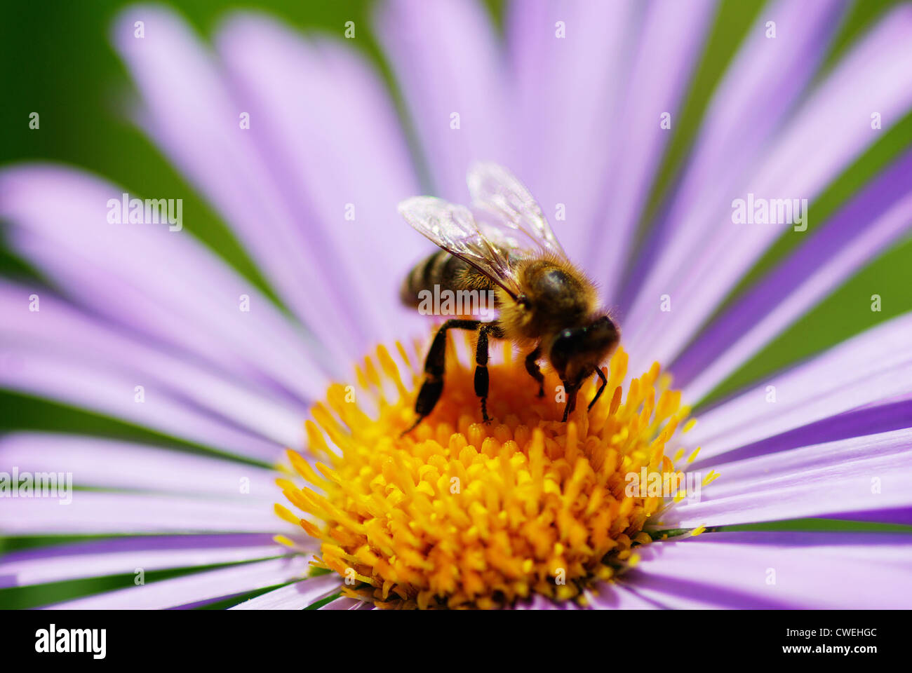 flower and bee Stock Photo - Alamy