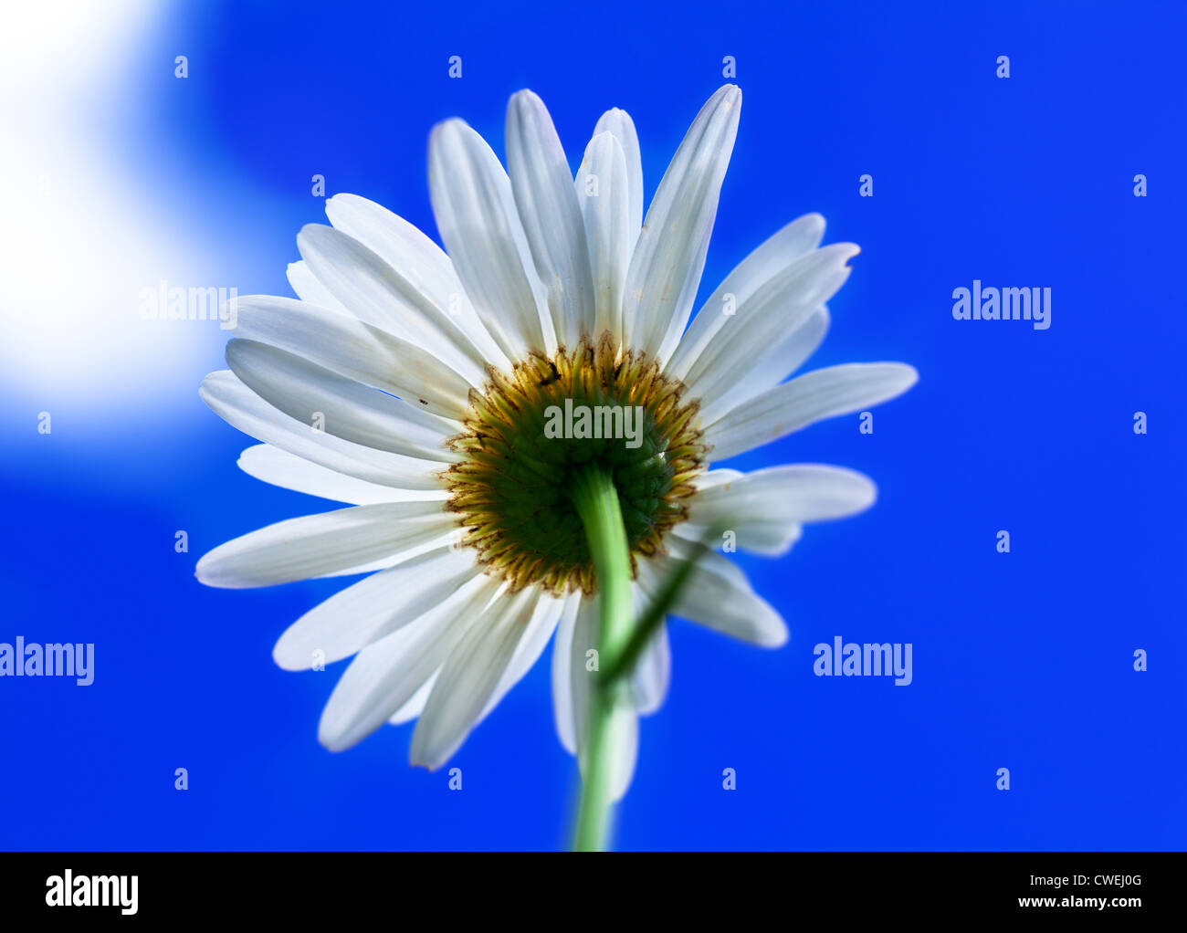 Macro view of single chamomile over sky background Stock Photo - Alamy