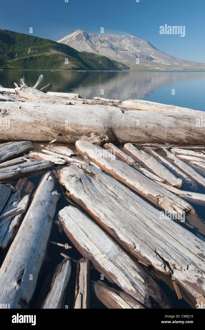 Mt. St. Helens, Spirit Lake, Logs from trees blown down by 1980 ...