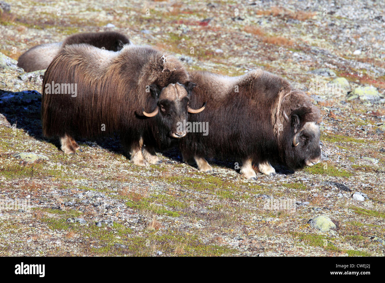 musk ox in dovre national park norway Stock Photo - Alamy