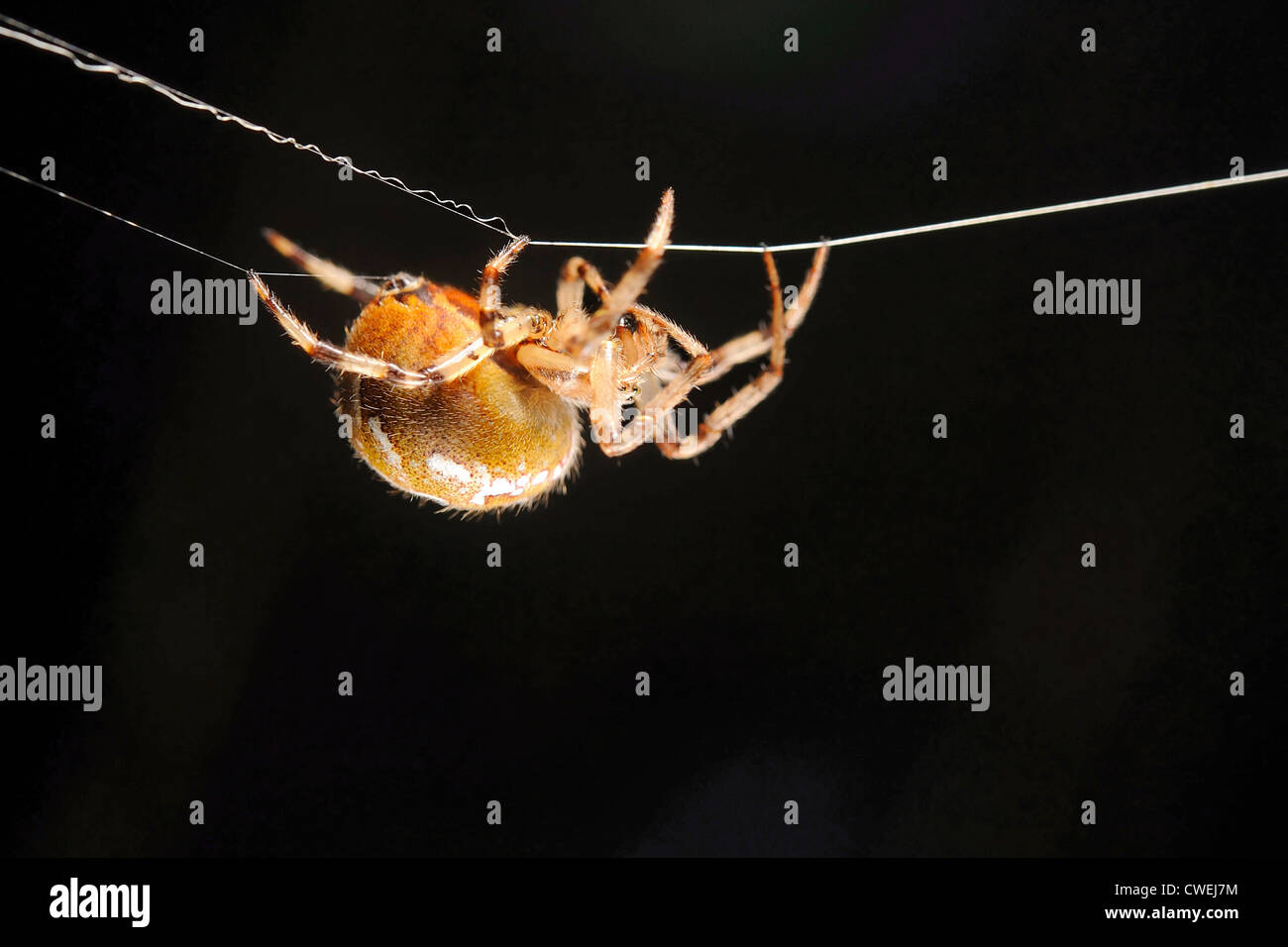 European garden spider (Araneus diadematus Stock Photo - Alamy