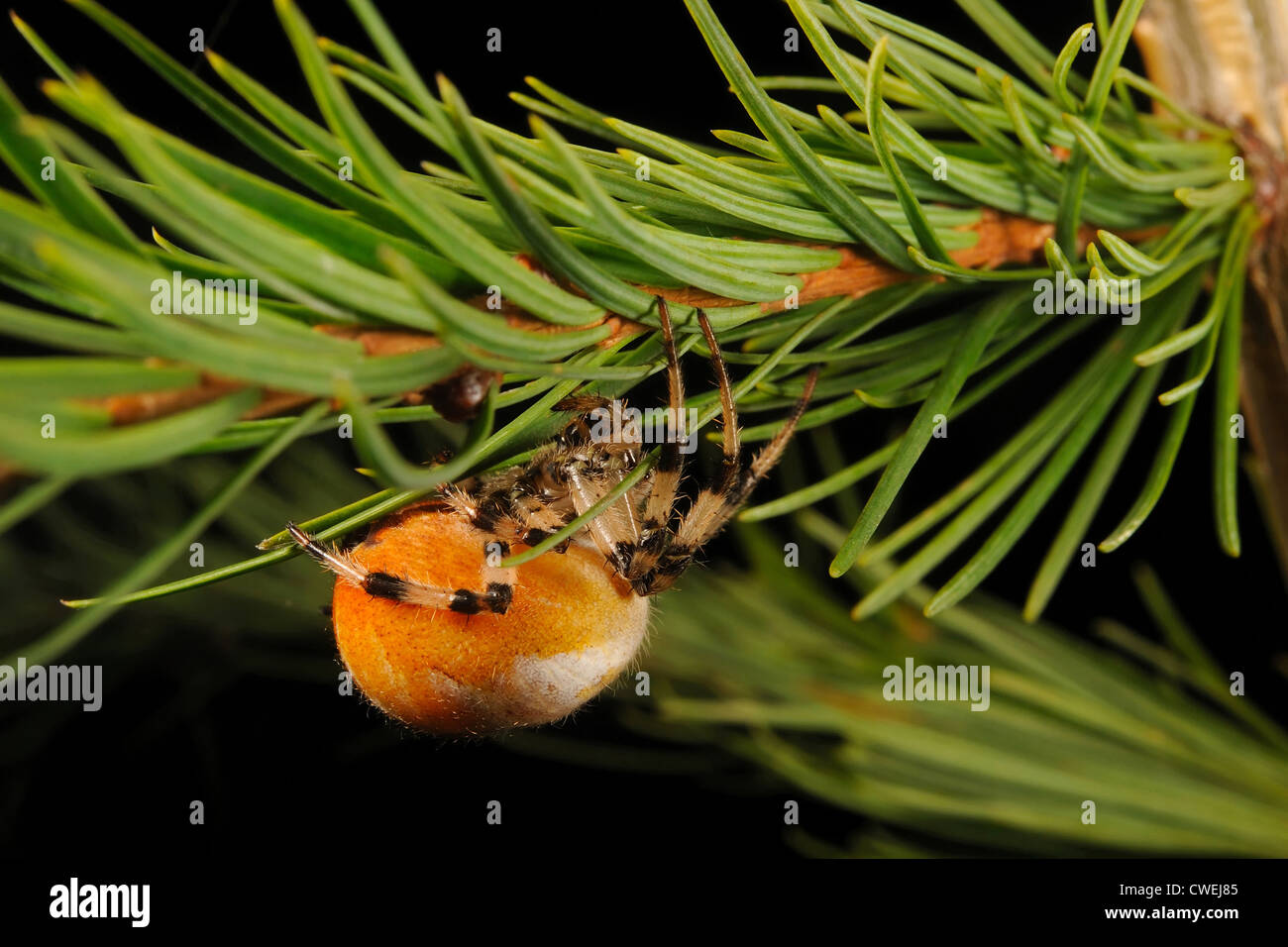 European garden spider (Araneus diadematus Stock Photo - Alamy