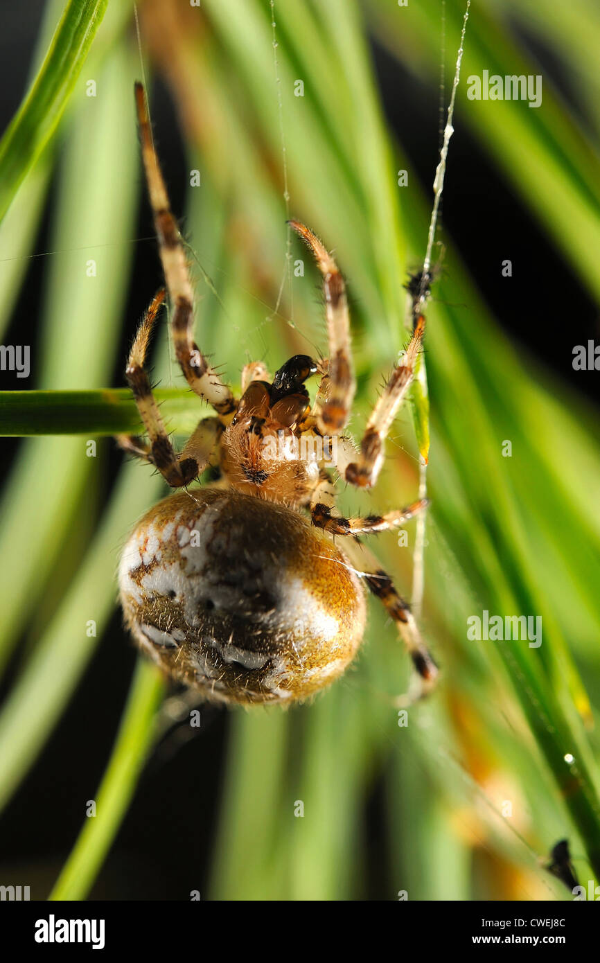 European garden spider (Araneus diadematus Stock Photo - Alamy