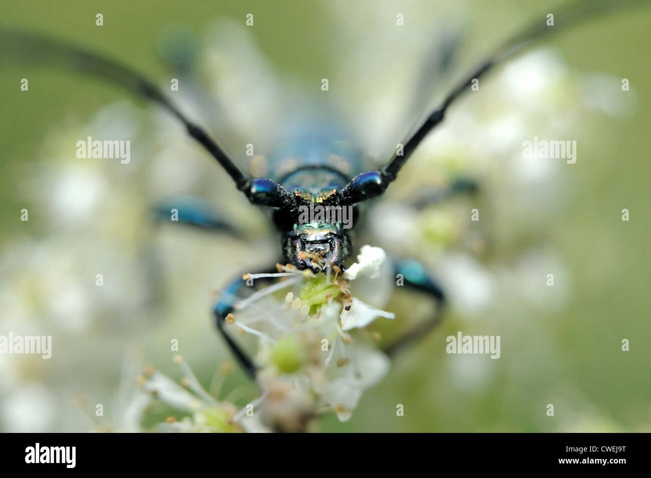 Musk beetle (Aromia moschata) on flowers of meadowsweet (Filipendula ...