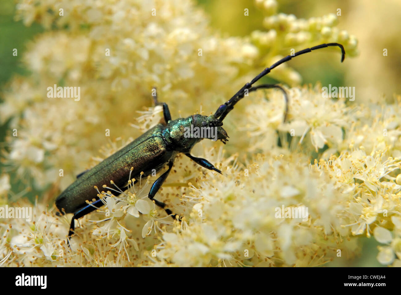 Musk beetle (Aromia moschata) on flowers of meadowsweet (Filipendula ...