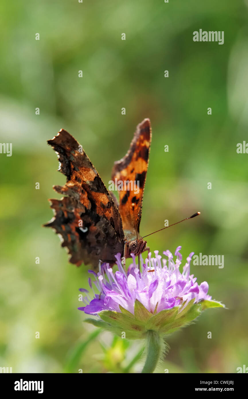 Comma butterfly hi-res stock photography and images - Alamy