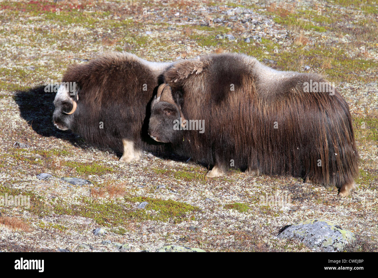 musk ox in dovre national park norway Stock Photo - Alamy