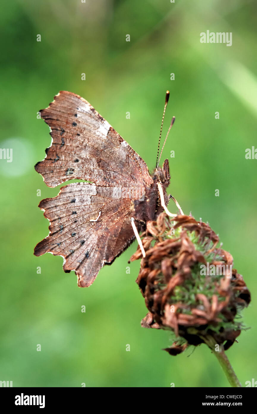 Comma butterfly caterpillar hi-res stock photography and images - Alamy