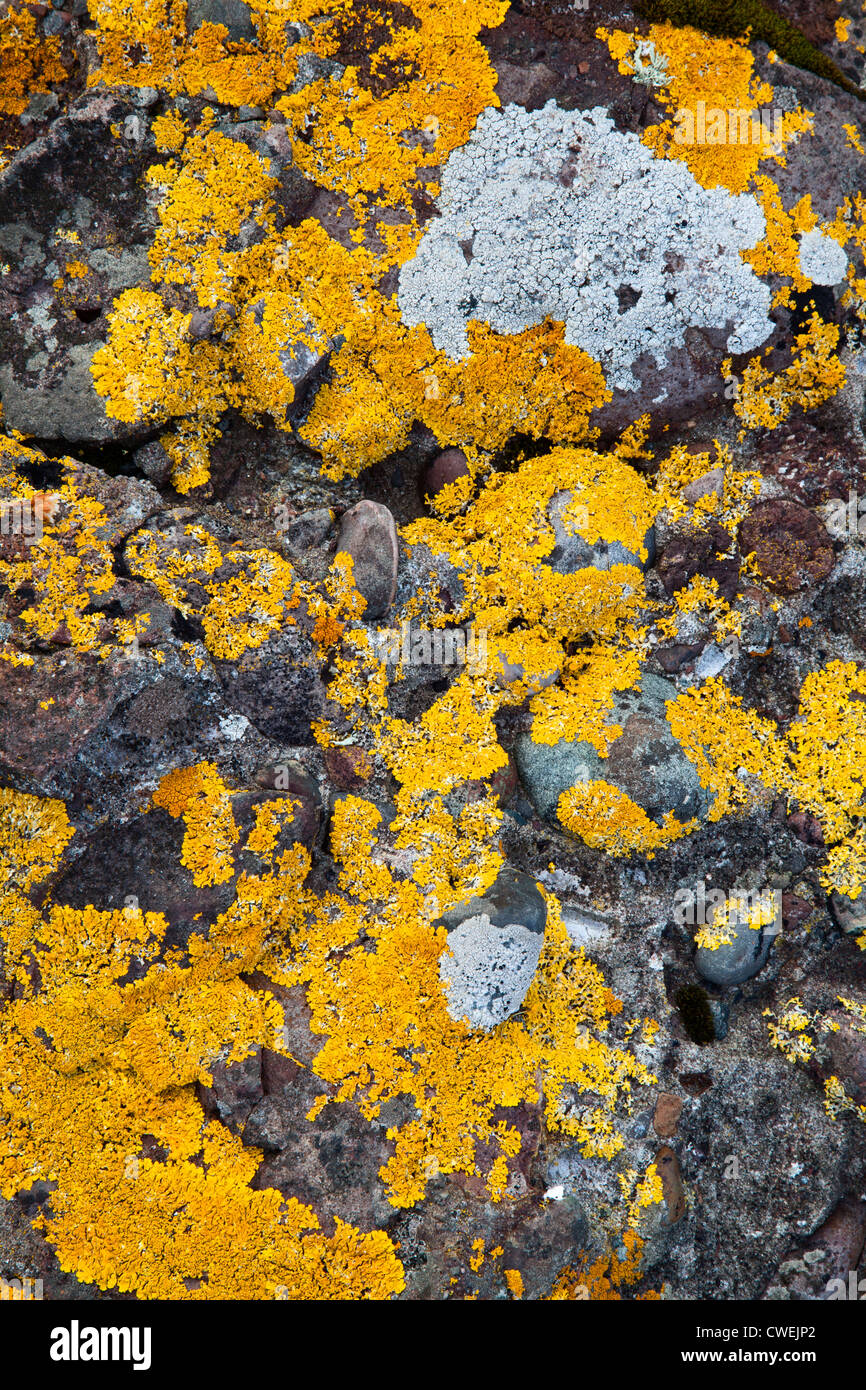 Lichen rock hi-res stock photography and images - Alamy
