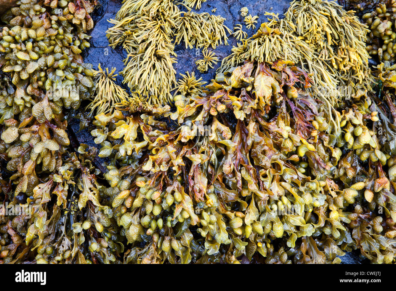 Seaweed on the Shore at Catterline Aberdeenshire Scotland Stock Photo ...