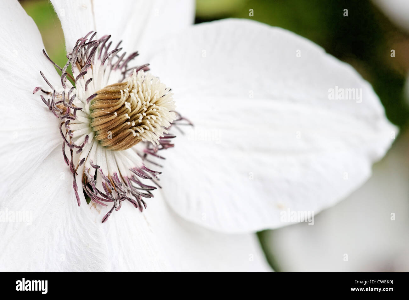 White Clematis. Miss Bateman Stock Photo - Alamy