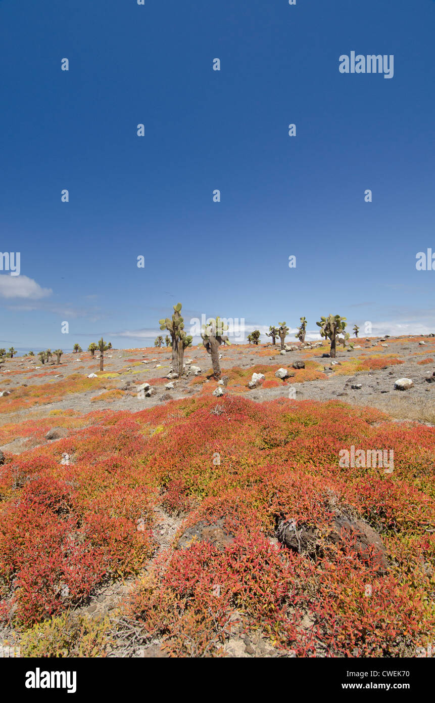 Ecuador, Galapagos, South Plaza. Giant Prickly Pear (endemic: Opuntia ...
