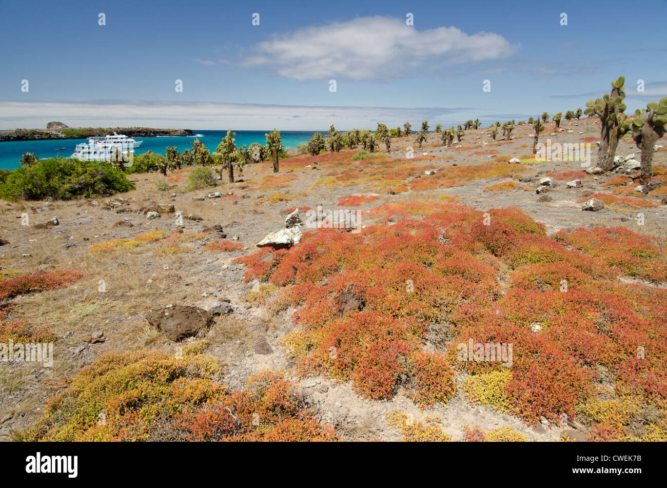 Ecuador, Galapagos, South Plaza. Giant Prickly Pear (endemic: Opuntia ...