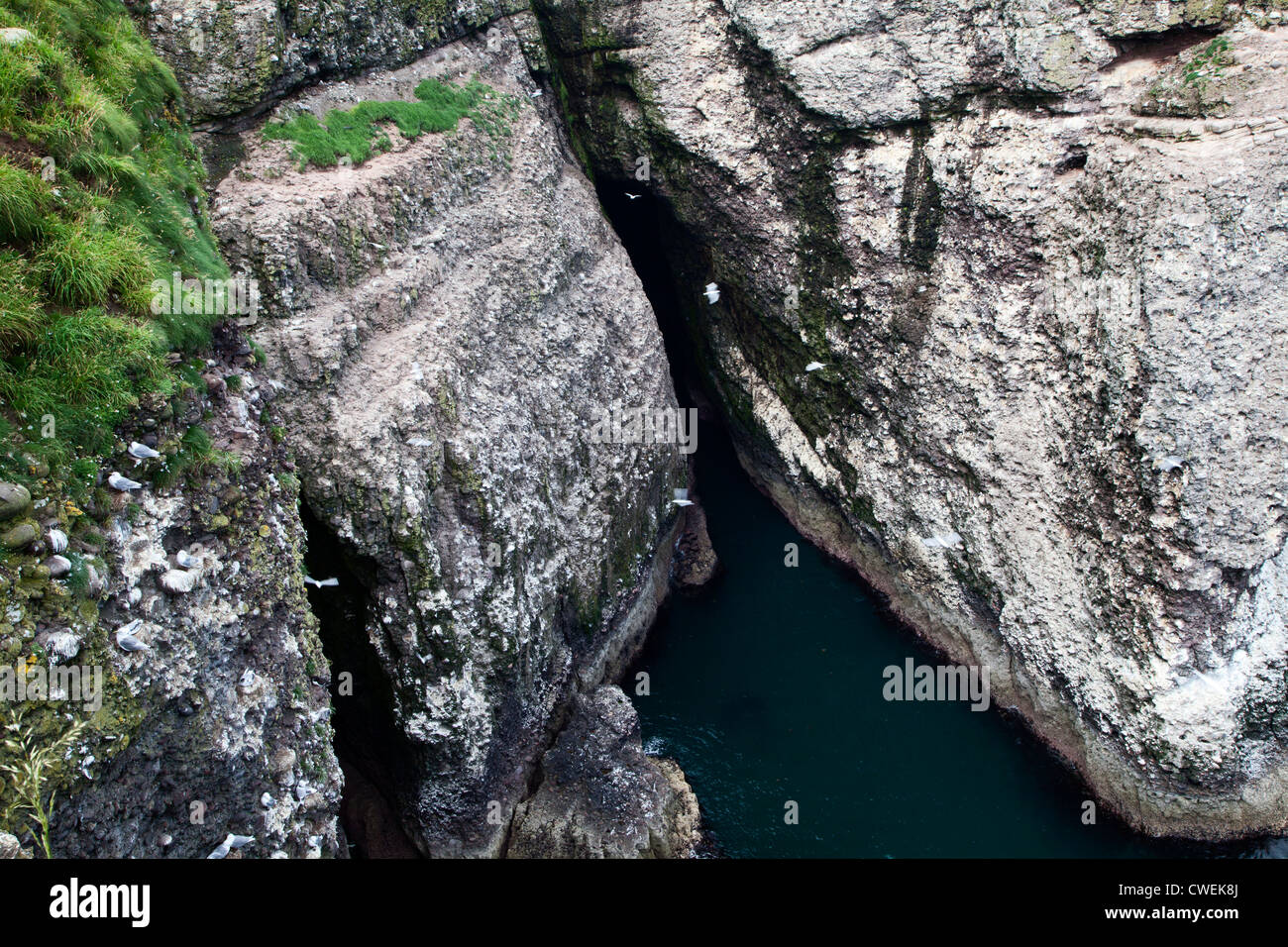 Cliffs at Fowlsheugh Nature Reserve Crawton Aberdeenshire Scotland ...