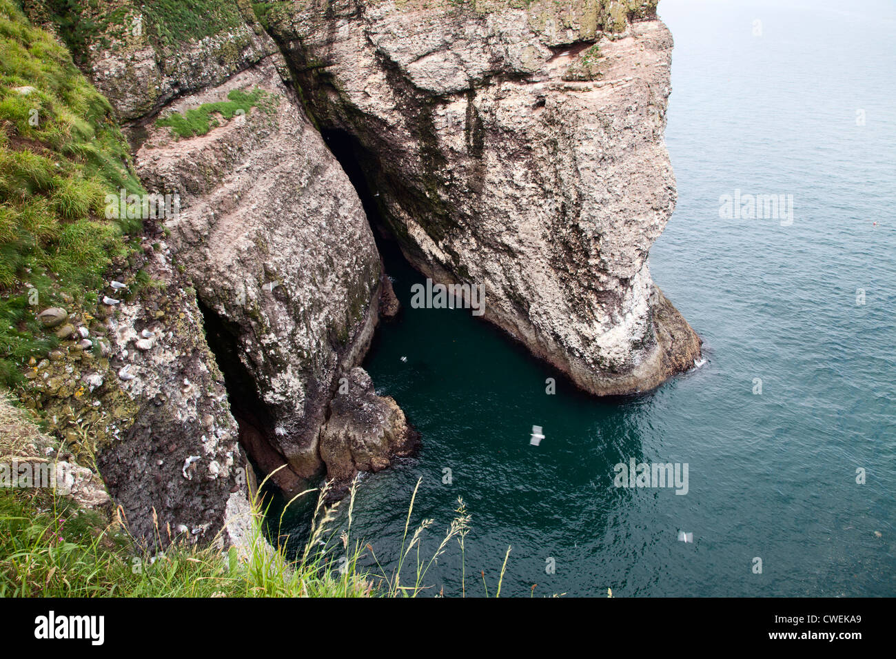 Cliffs at Fowlsheugh Nature Reserve Crawton Aberdeenshire Scotland ...