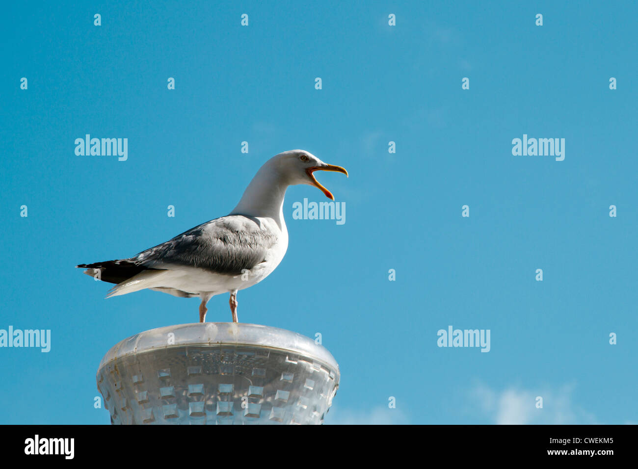 Seagull calling on top hi-res stock photography and images - Alamy