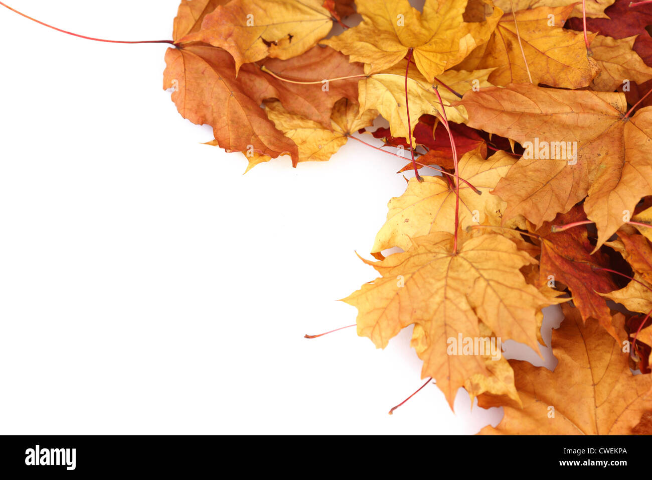 autumn leaves isolated in studio Stock Photo - Alamy